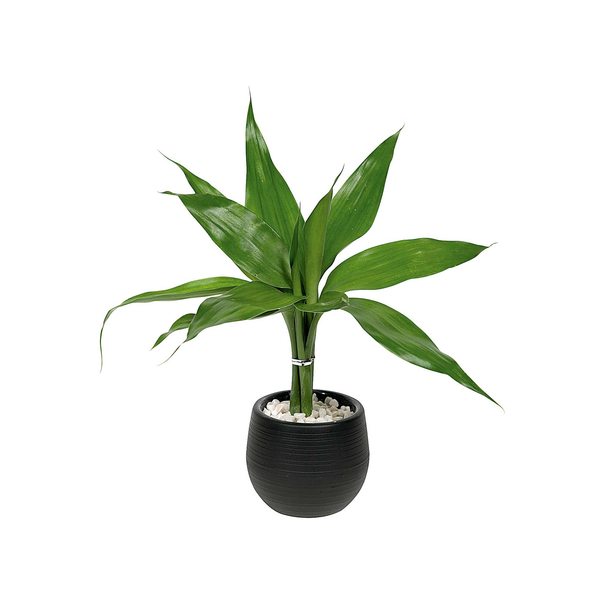 Bamboo da Sorte Vaso 9 - Zaffari & Bourbon